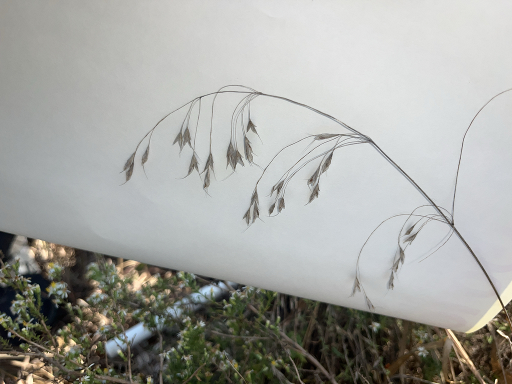 Japanese brome from Fish Hatchery Rd, Lewisville, TX, US on October 17 ...