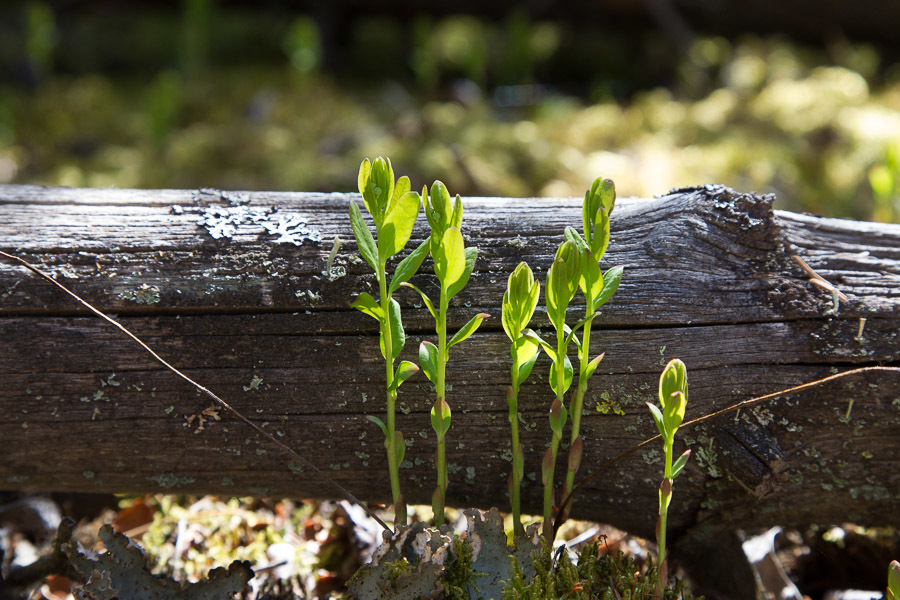 Northern Comandra from Johnson's Crossing, Yukon, Canada on May 15 ...
