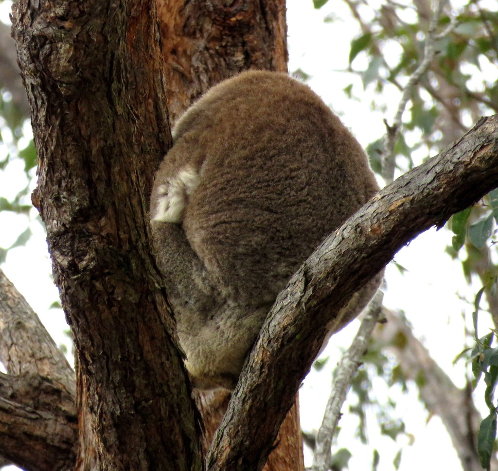 Koala from school grounds, Tinonee NSW 2430, Australia on December 13 ...