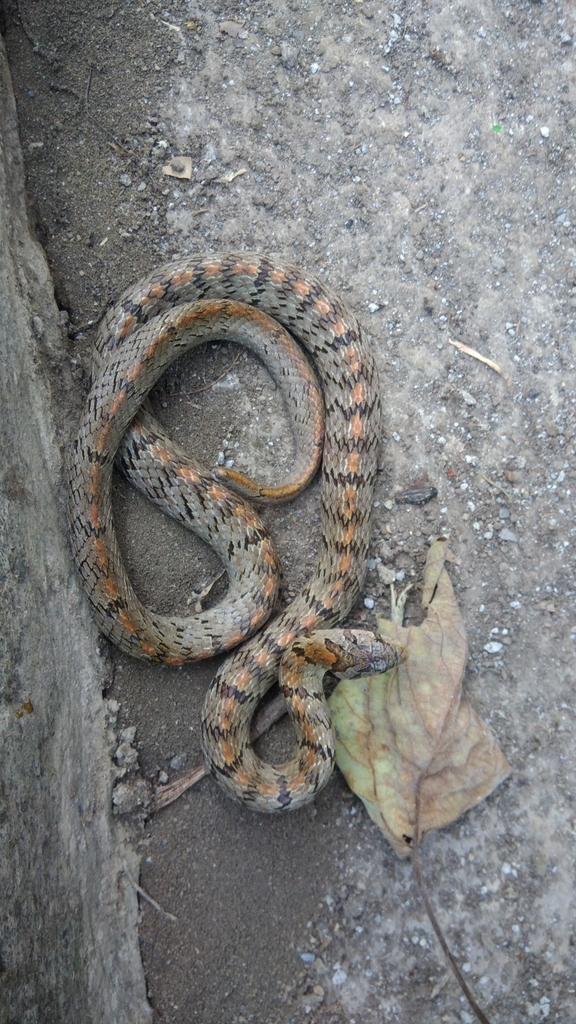 Taiwan Kukri Snake from 912台灣屏東縣內埔鄉中林村 on December 18, 2019 at 03:37 PM ...