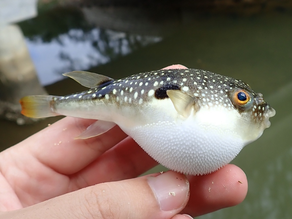 Grey-spotted Puffer in December 2019 by Tse Chung Yi · iNaturalist