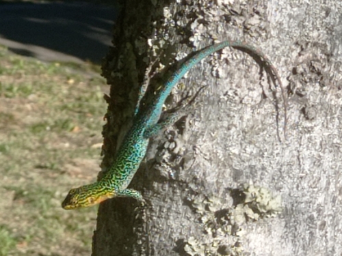 Blue-Green Smooth-throated Lizard (Liolaemus tenuis) - Snakes and Lizards