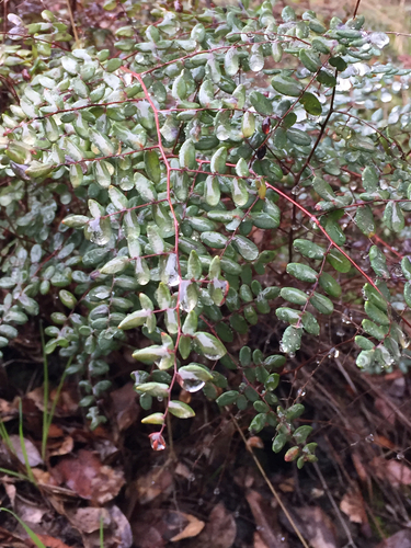 Ferns of Pine Flat Road and Vicinity · iNaturalist