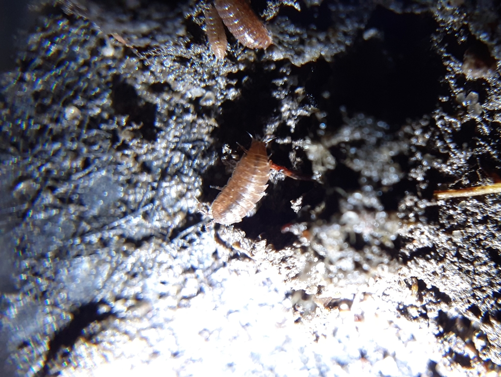 Common Pygmy Woodlouse from Hurst Green, Clitheroe BB7, UK on December ...