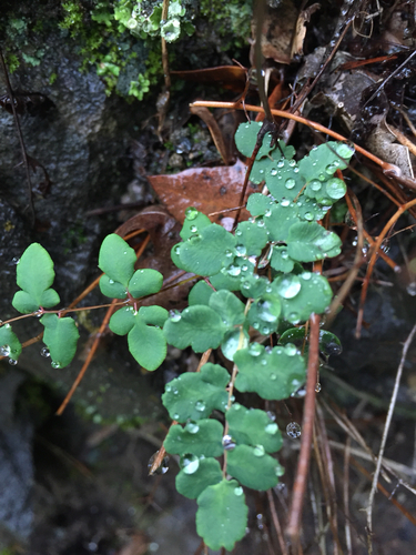 Ferns of Pine Flat Road and Vicinity · iNaturalist