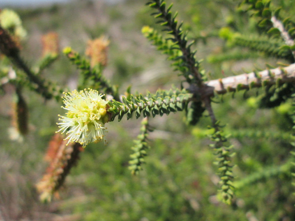 (Melaleuca densa) - Botanical Realm