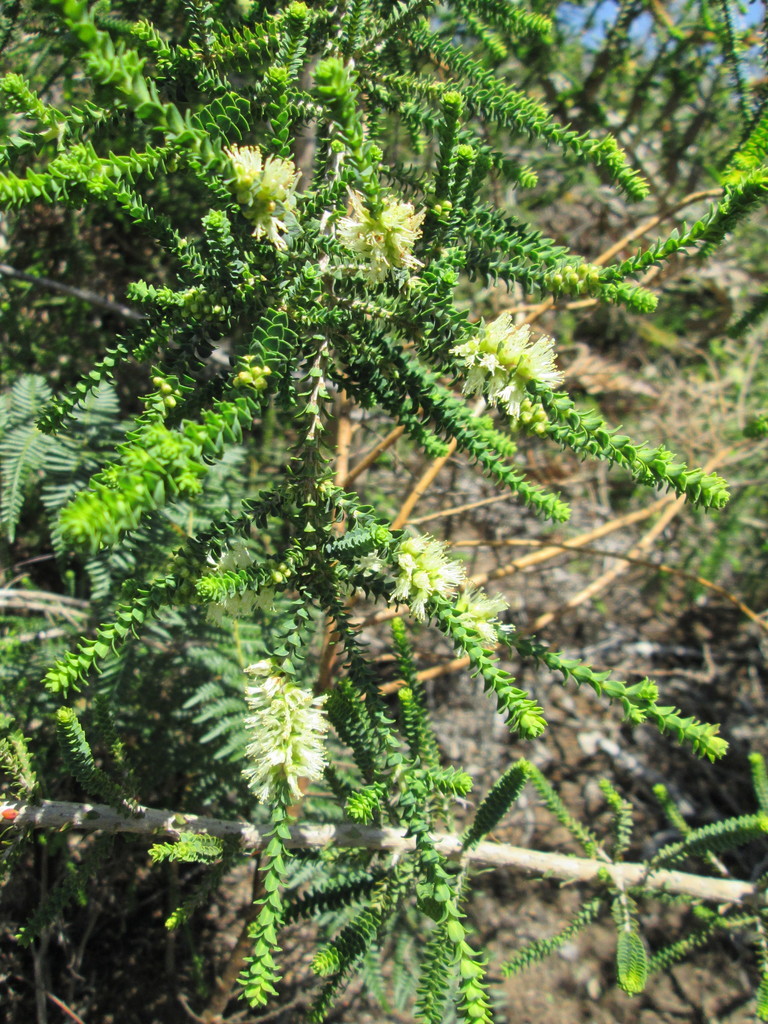 (Melaleuca densa) - Botanical Realm