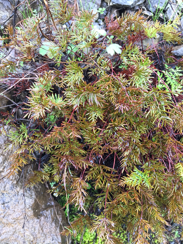 Ferns of Pine Flat Road and Vicinity · iNaturalist