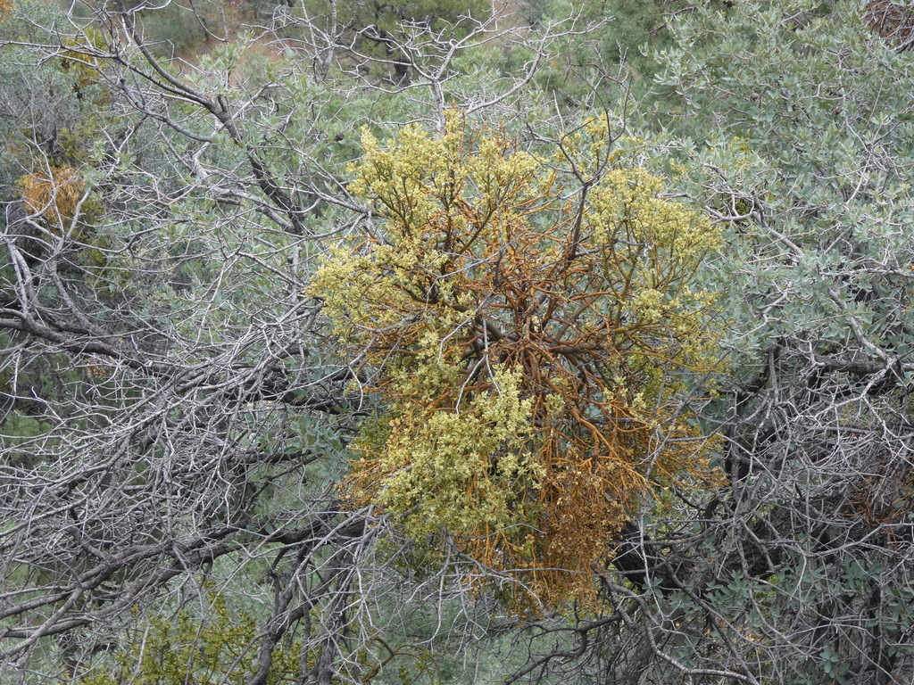 Cory's Mistletoe (Quick Reference for Mistletoes of New Mexico ...
