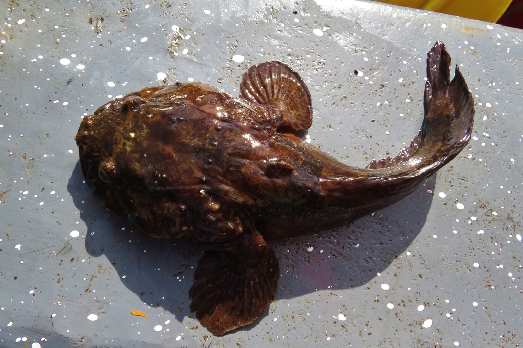 Large-eye Toadfish (Batrachoides gilberti) - Marine Life Identification