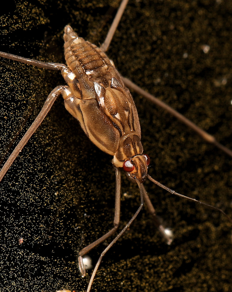 Tenagogonus zambezinus from Mopani, South Africa on December 18, 2019 ...