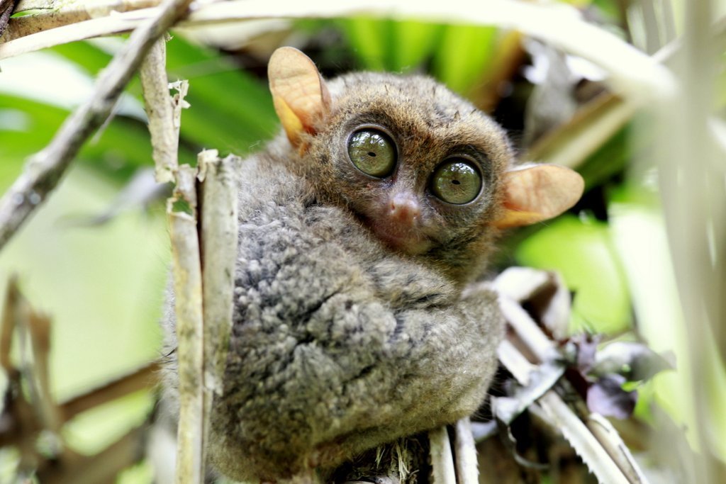 ANIMALES DE LA SELVA