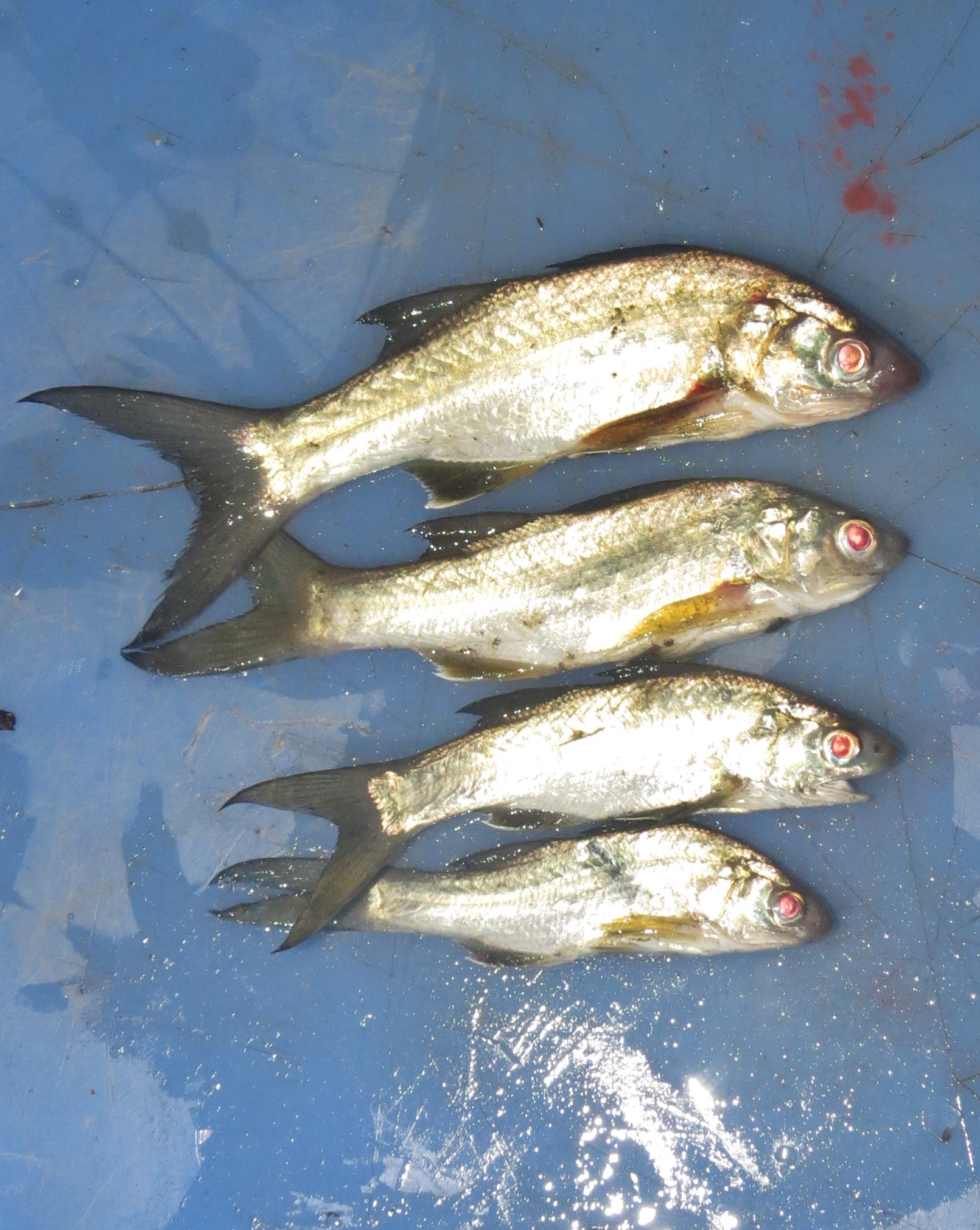 Polydactylus virginicus (Linnaeus, 1758)