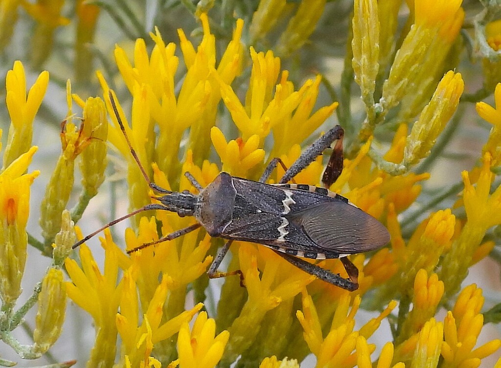 Western Leaf-footed Bug from Benton County, WA, USA on October 16, 2025 ...