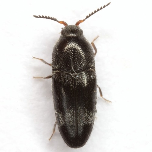 Drapetes niger · iNaturalist Ecuador