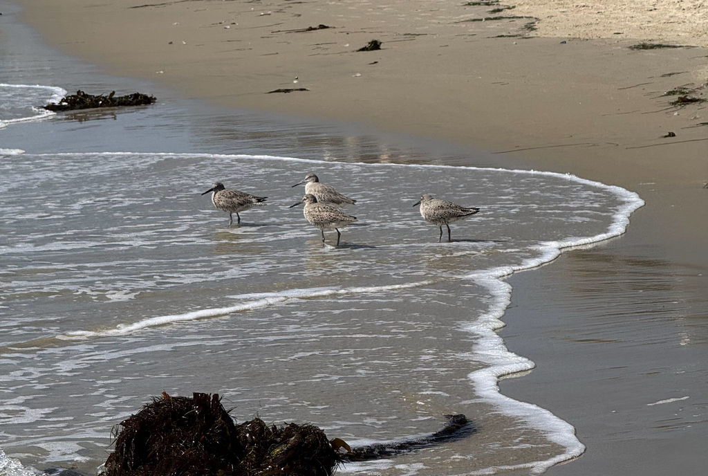 Willet from Strand Beach Route and Revetment Trail, CA, US on April 19 ...