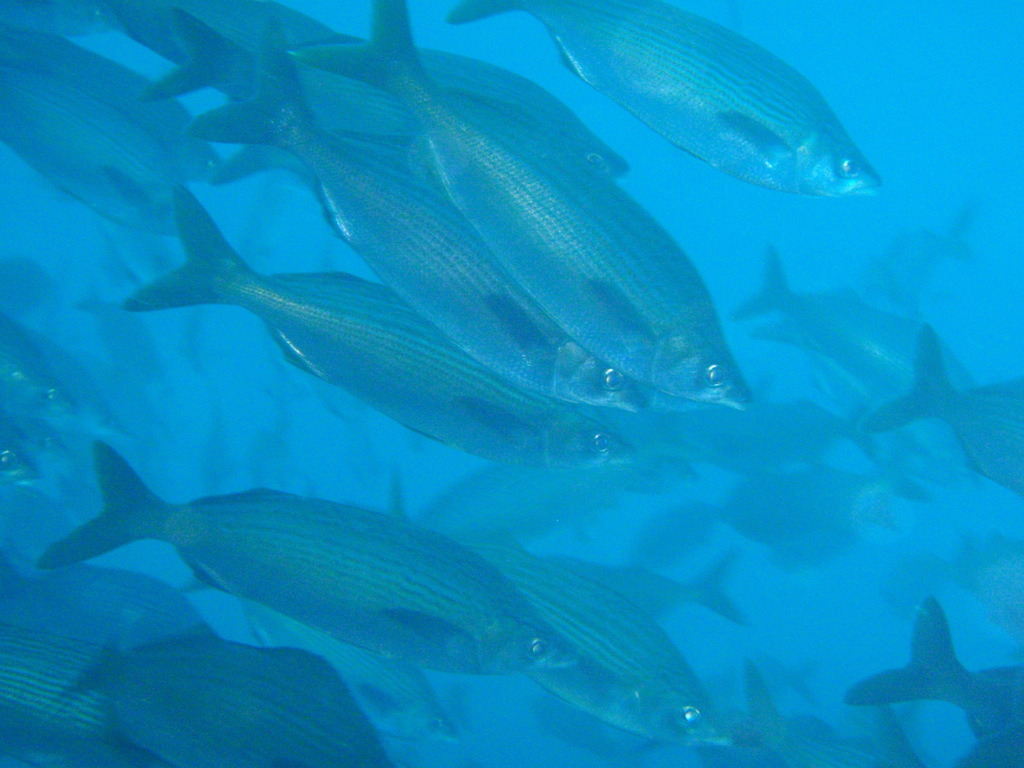 Telescope Fish (Pacific Northwest Marine Life) · iNaturalist