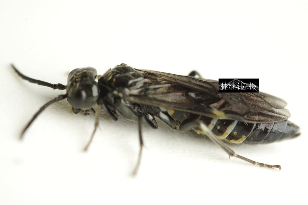 Allantus luctifer from Changsha, CN-HN, CN on May 7, 2023 at 11:39 AM ...