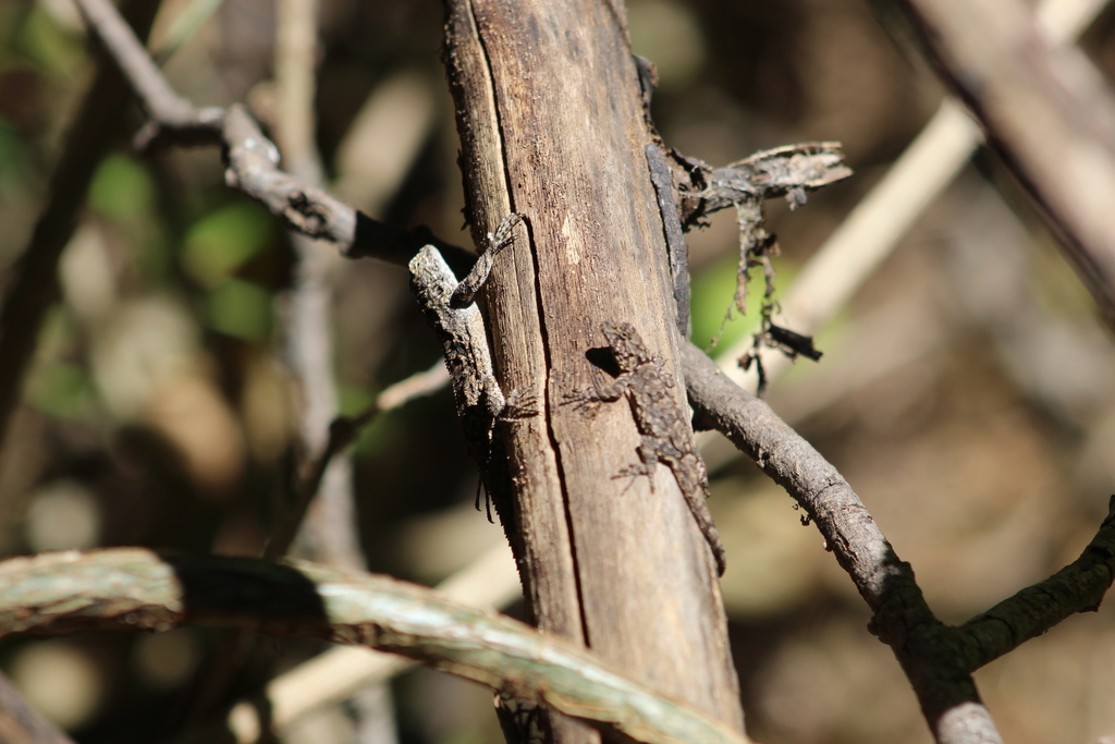 Tropical tree lizard from Ameca, Jal., México on December 13, 2019 at ...