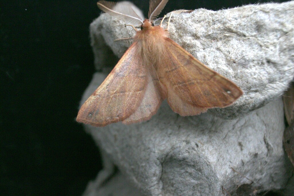 Feathered Thorn from 9661 Kamen Bryag, Bulgaria on October 14, 2025 at ...