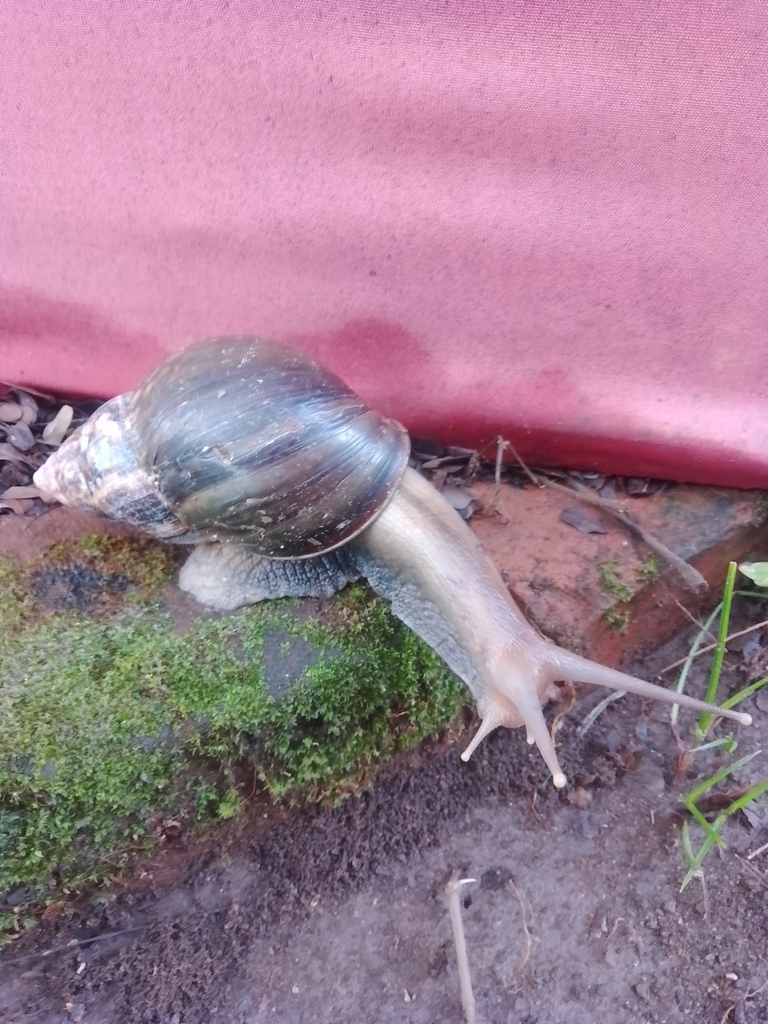 African Giant Snail from vadakkeparambil (h) kuthumkal karimala, 4VMW ...