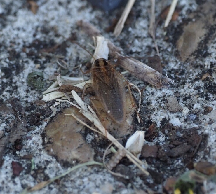 German Cockroach from Rice University, Houston, TX, US on December 18 ...