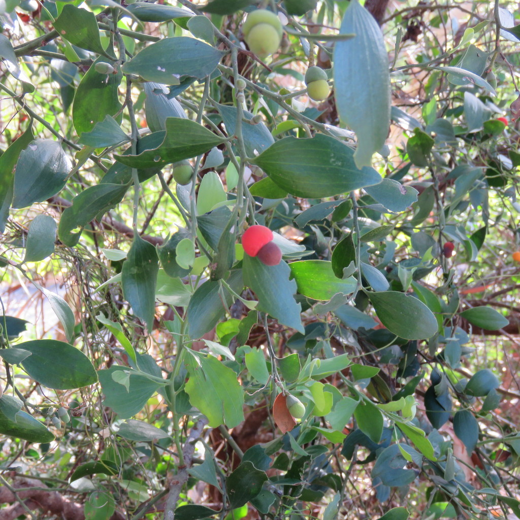 Broad Leaved Native Cherry from Grassy Hill, Cooktown QLD 4895 ...