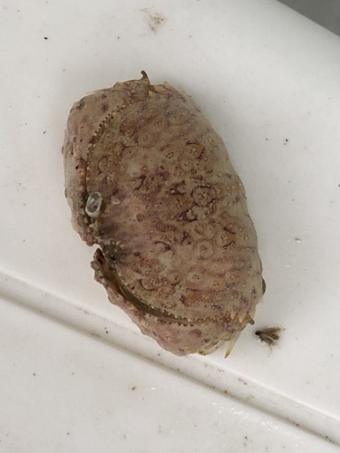 Calappa nitida · NaturaLista Colombia