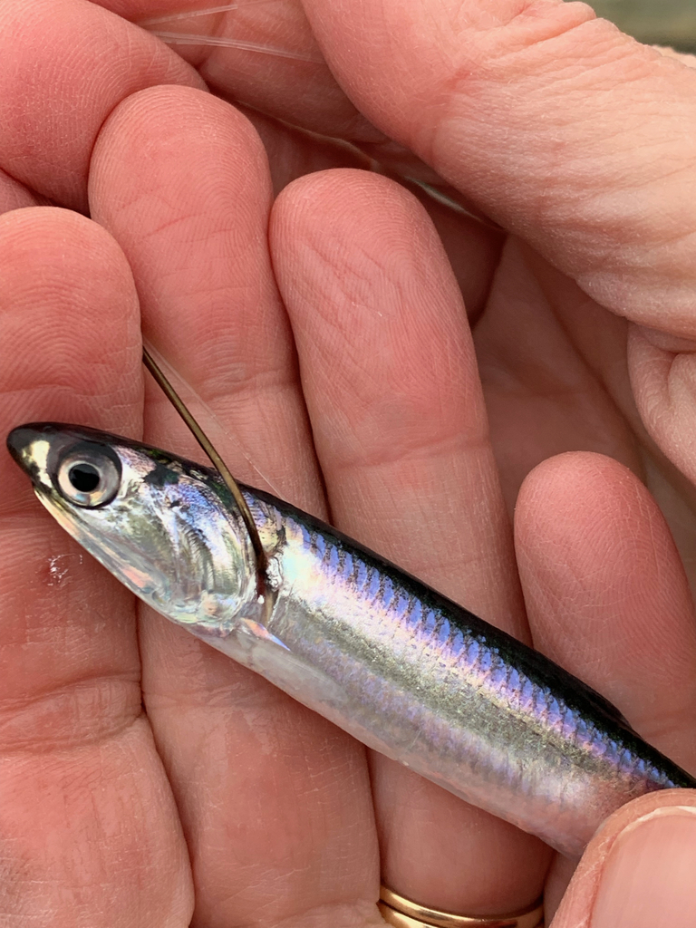 Anchovies (Engraulidae) - Marine Life Identification