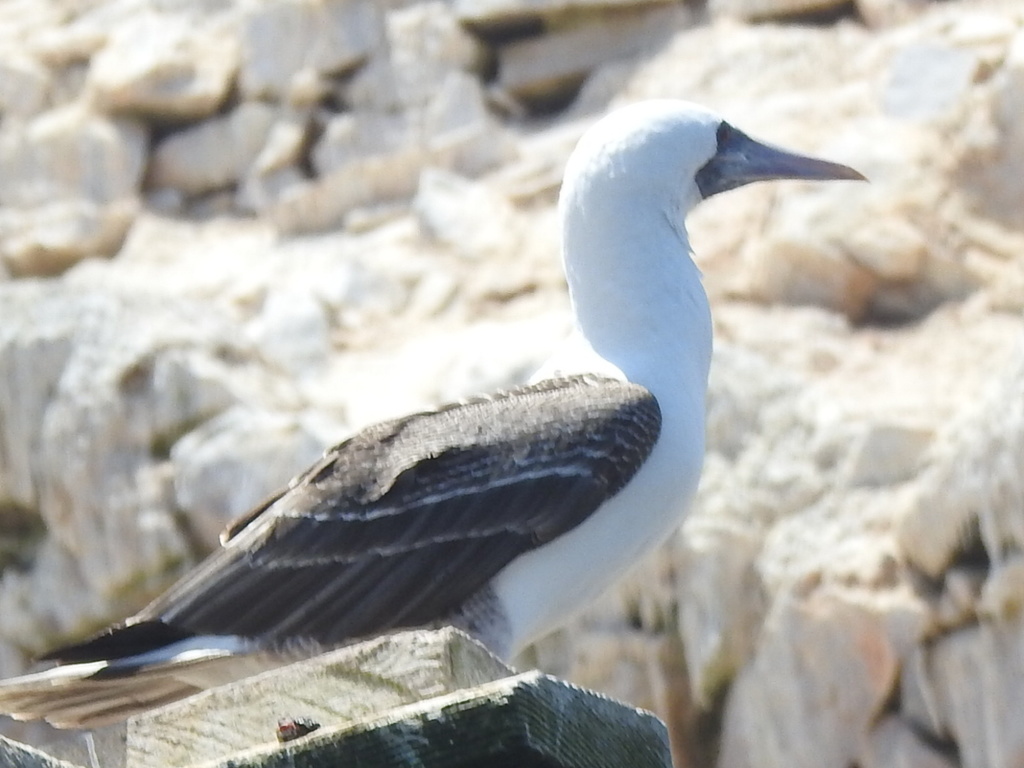 Peruvian Booby from PE on October 29, 2019 at 11:11 AM by Marco Pesce ...