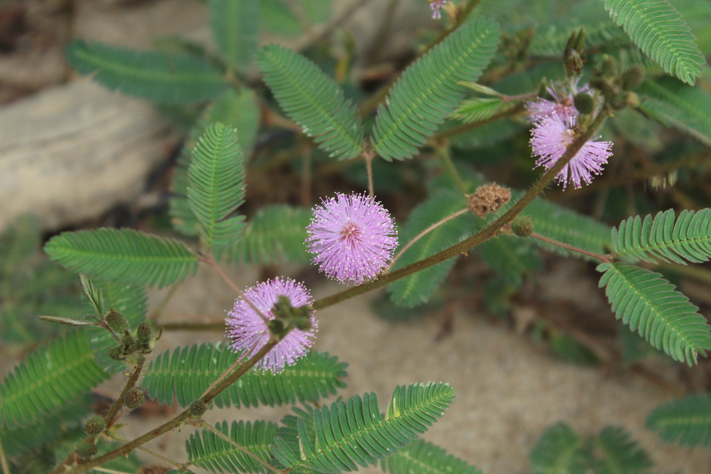 sensitive plants from Maní, Casanare, Colombia on December 15, 2019 at ...