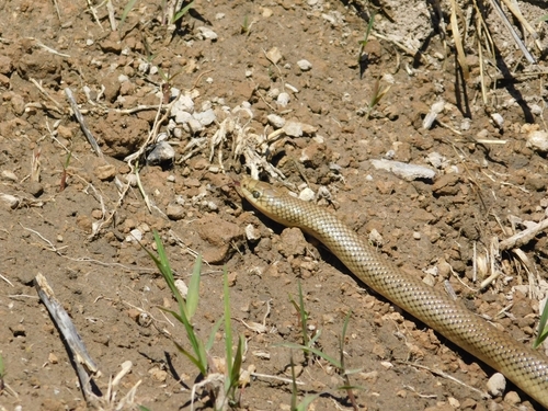 (Paraphimophis) - Snakes and Lizards