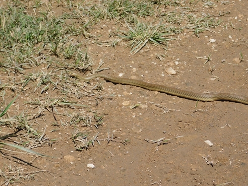 Brown Musurana (Paraphimophis rusticus) - Snakes and Lizards