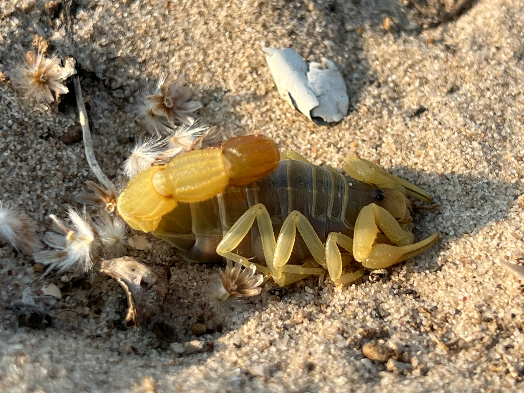 Cape Thicktail Scorpion from Kobus Meiring Street, Port Nolloth ...