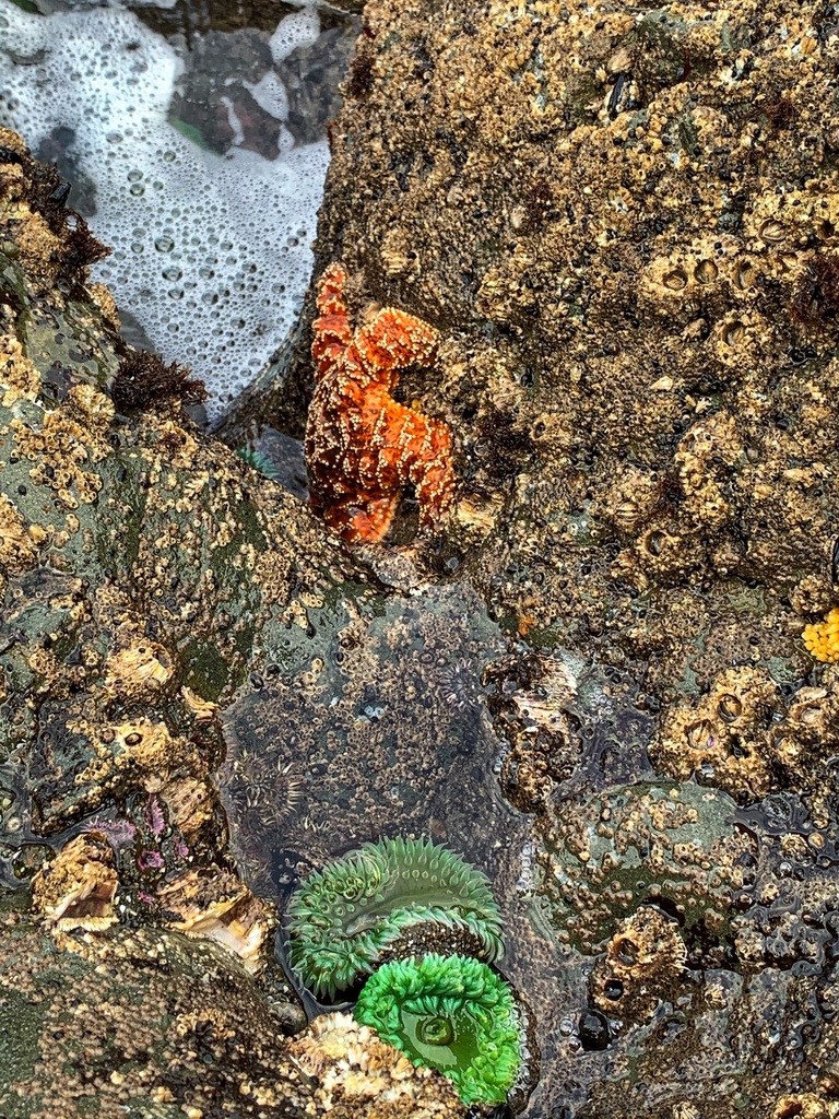 Giant Green Anemone from Pacific Ocean, WA, US on October 05, 2019 at ...