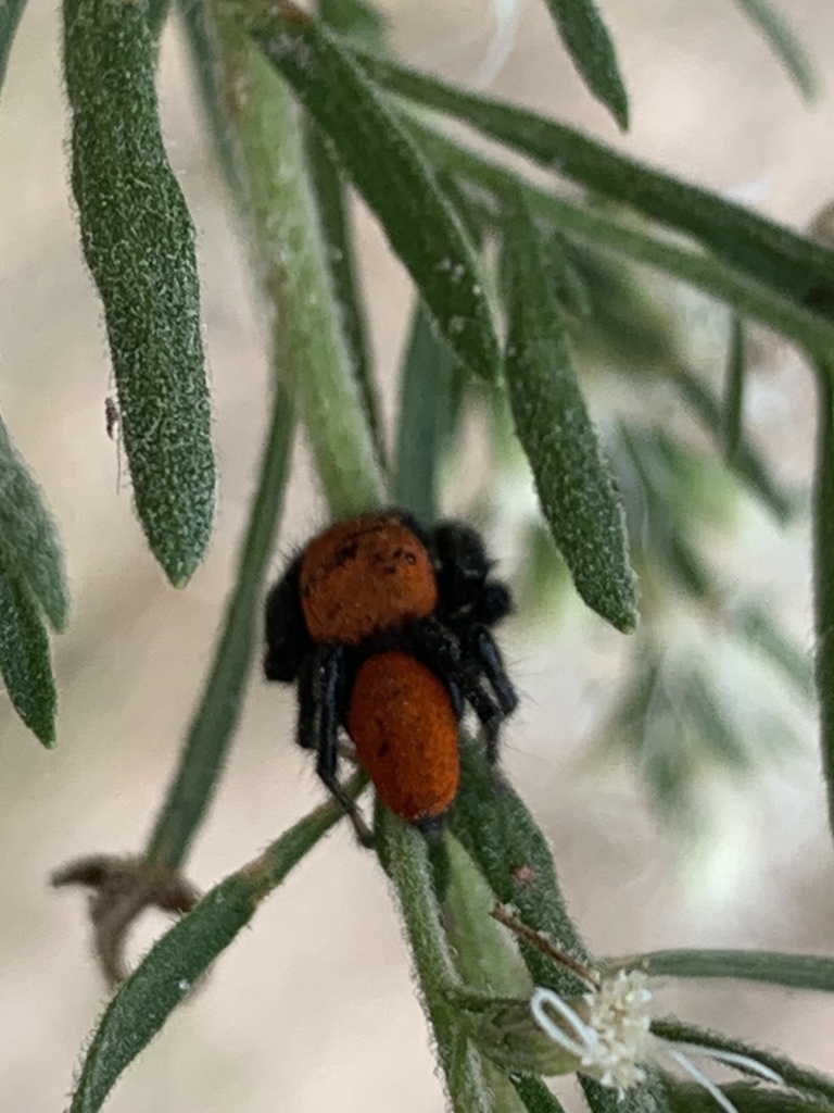 Cardinal Jumping Spider from FM-2095, Gause, TX, US on October 16, 2025 ...