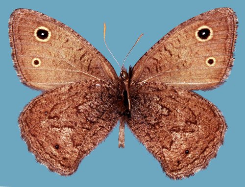 Small Wood-Nymph (Yosemite National Park Butterfly Guide 🦋) · iNaturalist