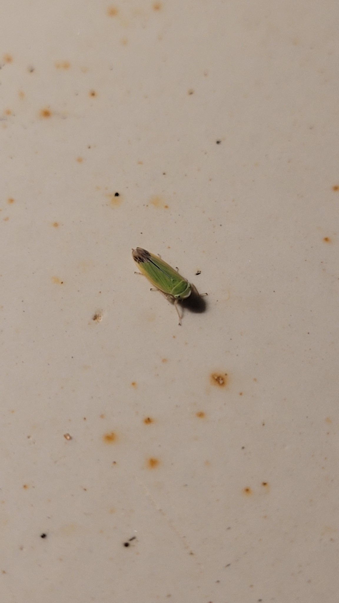 Nephotettix virescens | Insect Vectors of Plant Disease