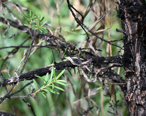 Capnodium walteri · iNaturalist