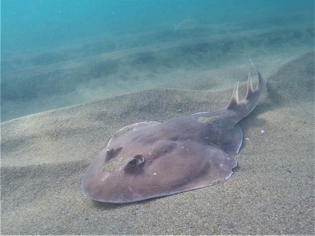 Giant Electric Ray (Creatures of Culebra Reef Gardens) · iNaturalist