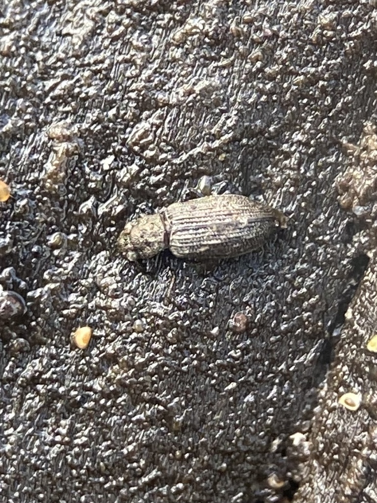 Hydrochus from 12th St, Kamloops, BC, CA on October 10, 2025 at 03:40 ...