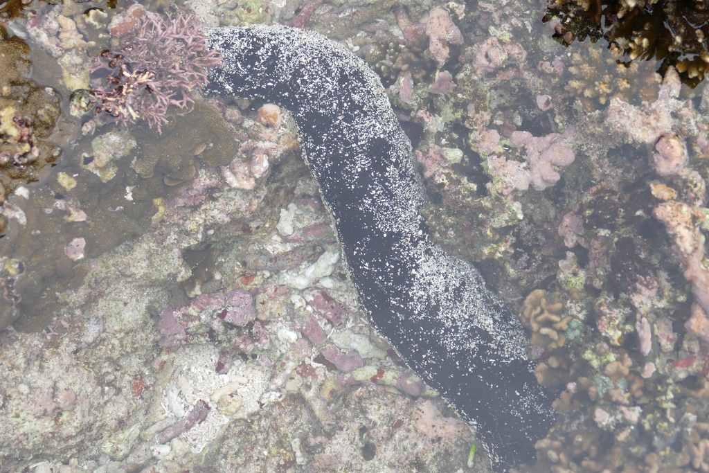 Lollyfish Sea Cucumber from Pango Road Efate, Port Vila, Vanuatu on ...