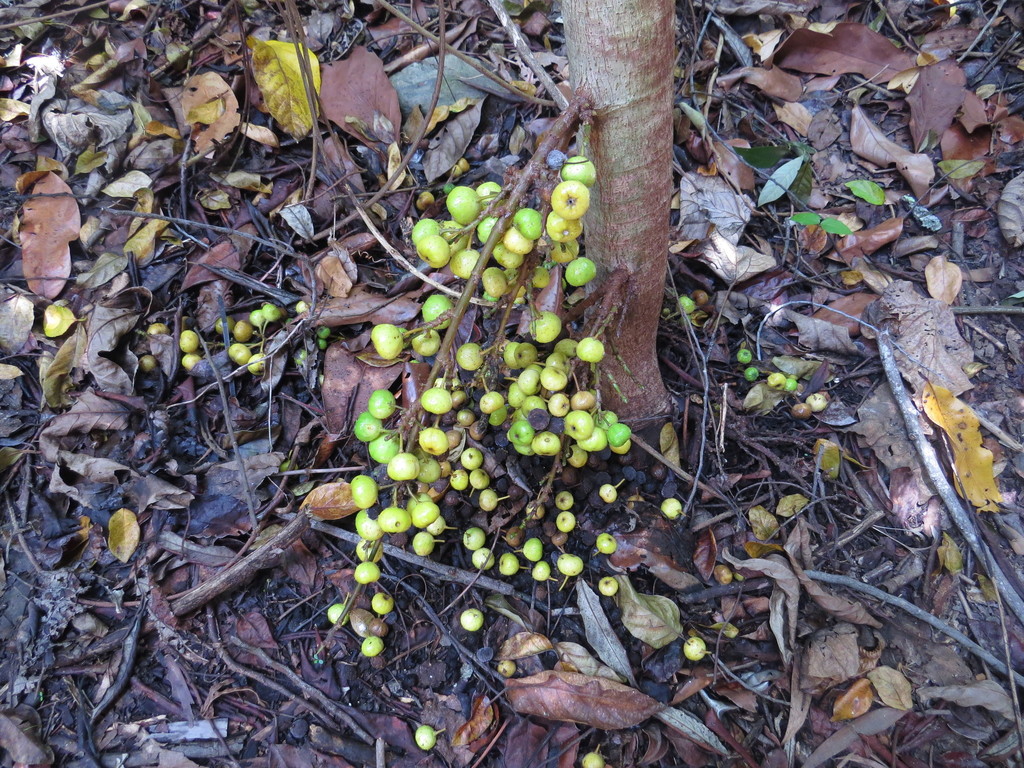 Ficus congesta from Cairns QLD, Australia on January 11, 2016 by ...
