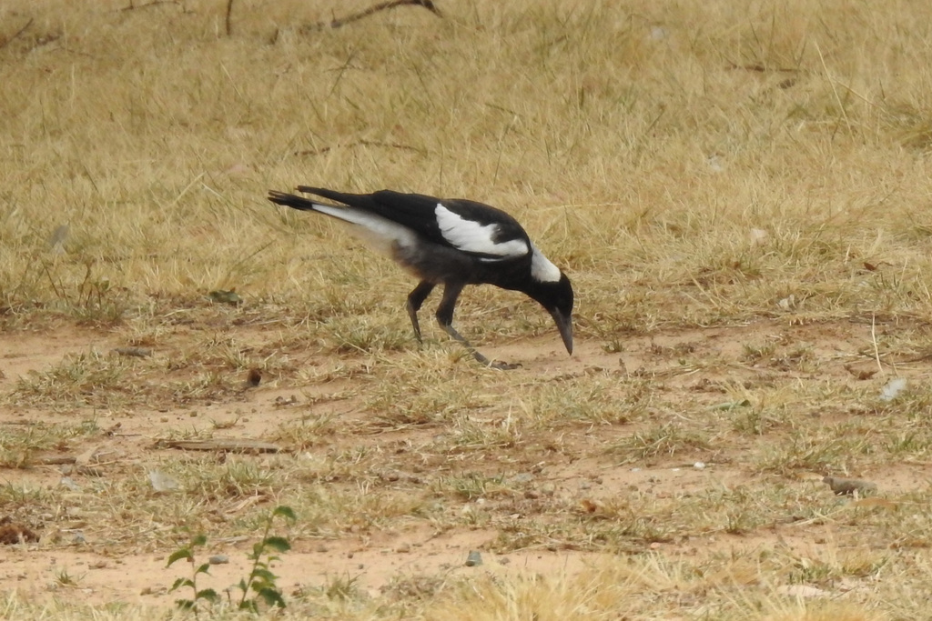 Australian Magpie from Kings Park Lake Burley Griffin, ACT, Australia ...