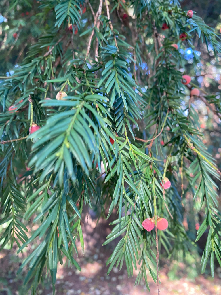 common yew from Lexington, KY, US on October 18, 2025 at 04:45 PM by ...