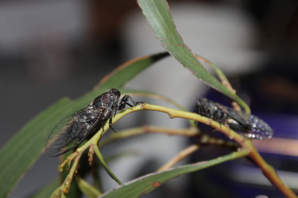 Bassian Buzzer from Black Mountain Nature Reserve, ACT on December 18 ...