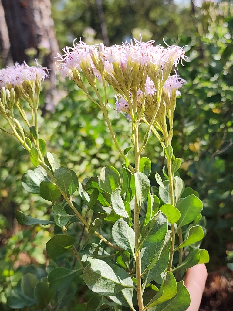 garberia from 6X28+G3, Silver Springs, FL 34488, USA on October 18 ...