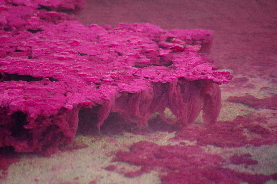 Thiohalocapsa halophila from Ibex Valley, YT, Canada on July 07, 2019 ...