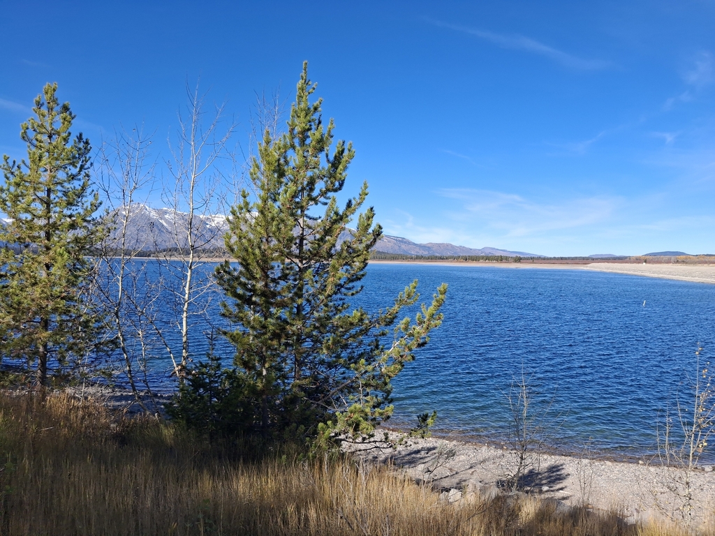 Interior Lodgepole Pine from Alta, WY 83414, USA on October 18, 2025 at ...