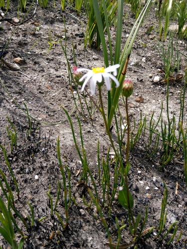 Afroaster laevigatus · iNaturalist
